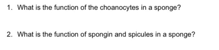 Solved 1. What is the function of the choanocytes in a | Chegg.com