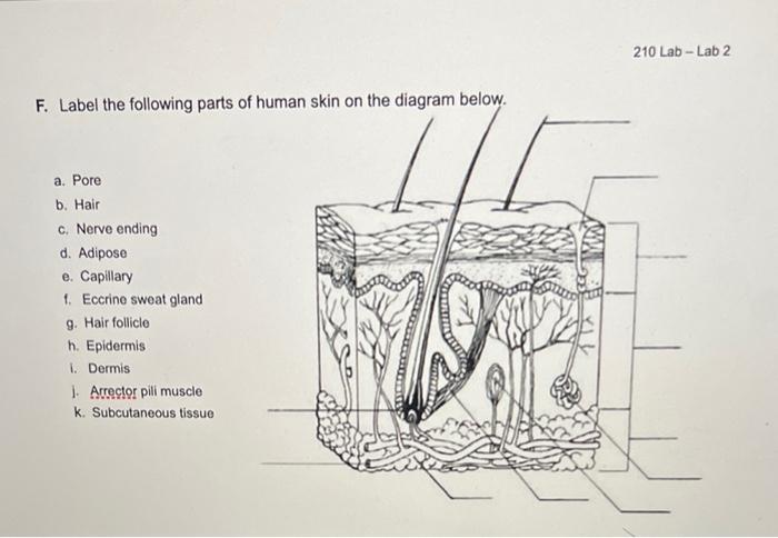 Solved F. Label the following parts of ' a. Pore b. Hair c. | Chegg.com
