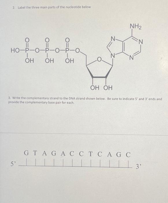 Solved 2. Label the three main parts of the nucleotide below | Chegg.com
