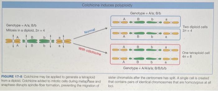 Solved Based on Figure 17-5 , if colchicine is used on a | Chegg.com