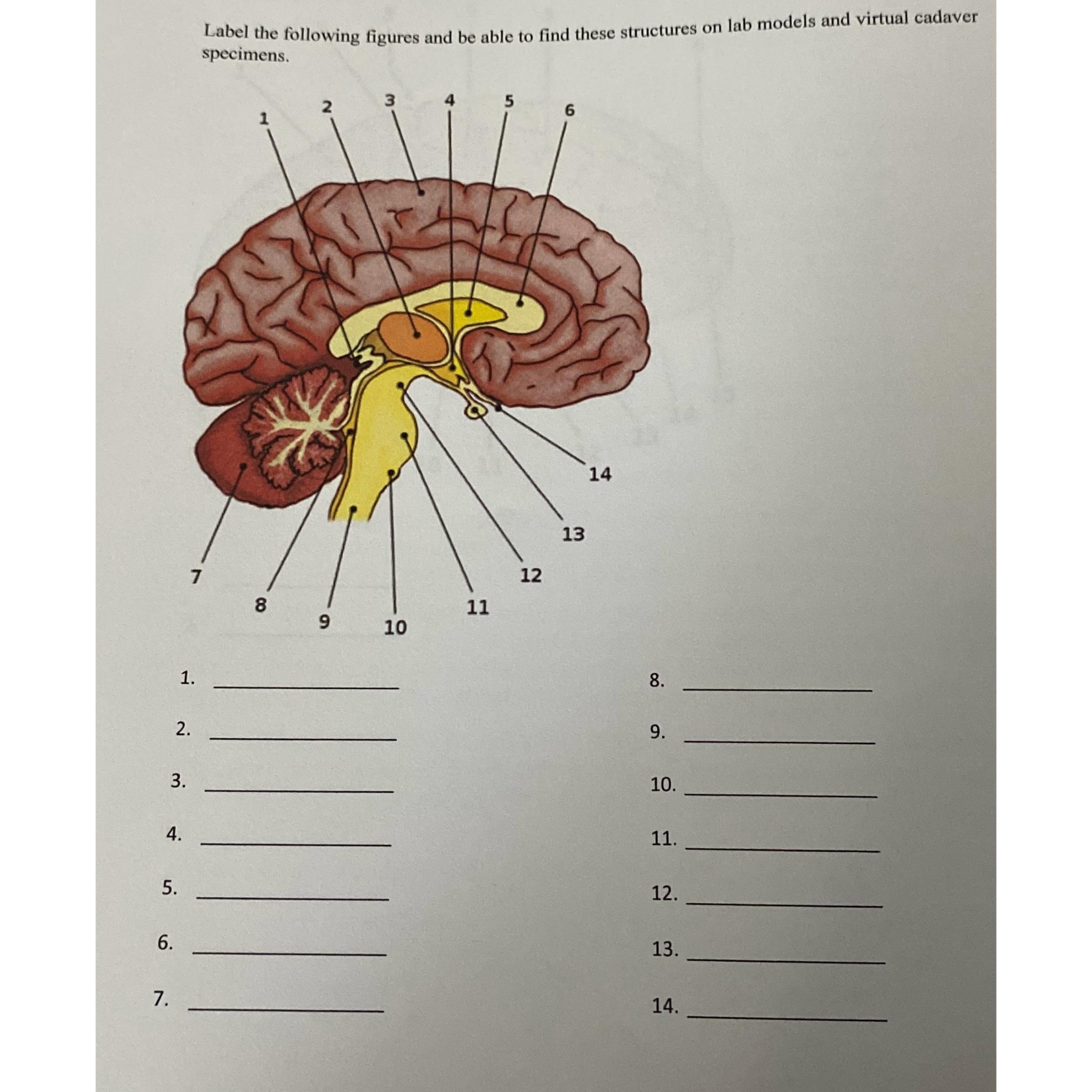 Solved Label the following figures and be able to find these | Chegg.com
