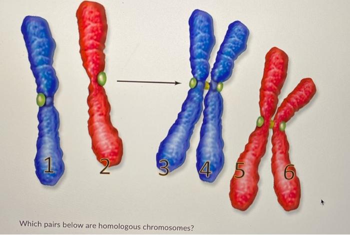Solved What is the ploidy level of a human cell with 46 | Chegg.com