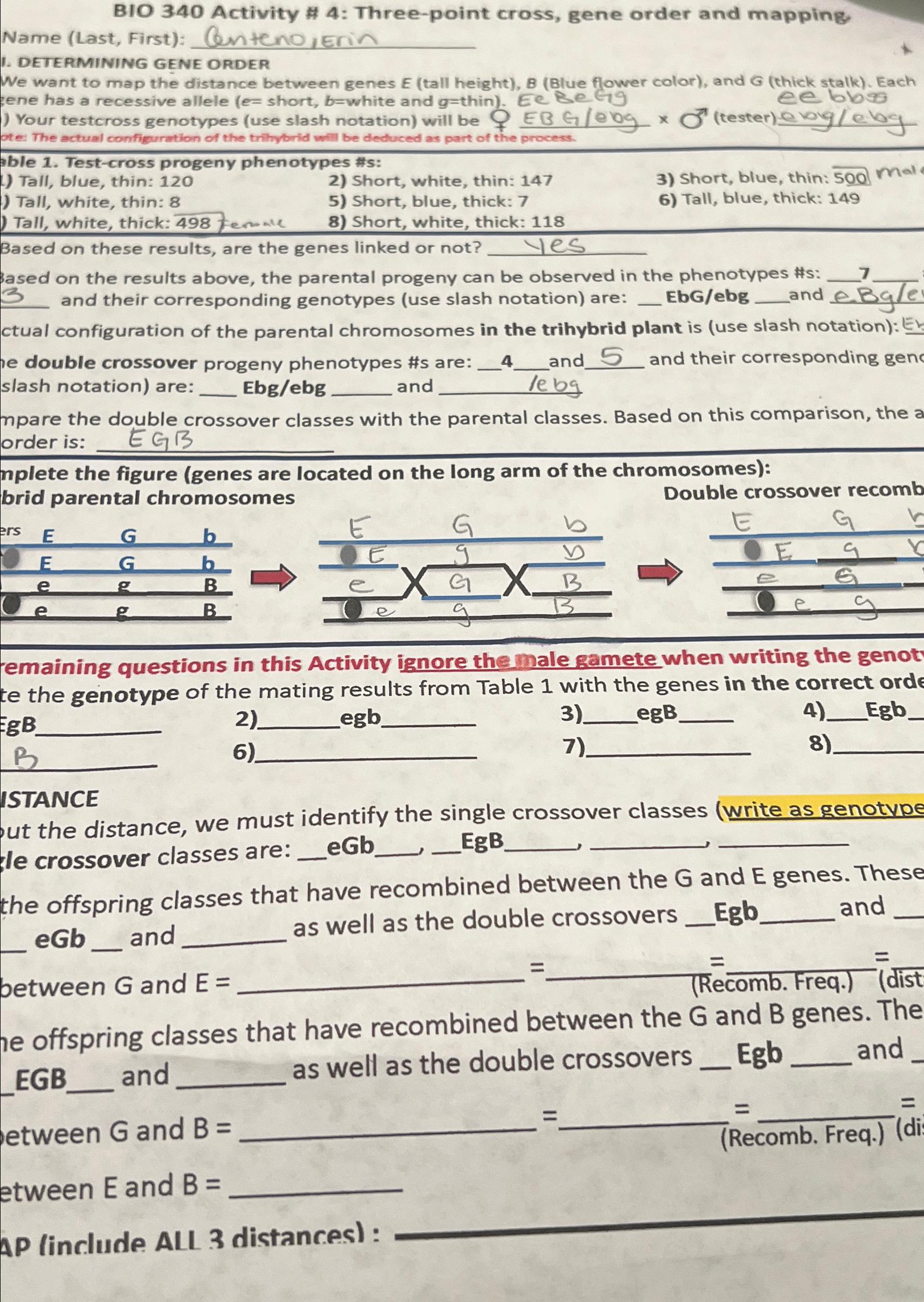 Solved BIO 340 ﻿Activity # 4: Three-point cross, gene order | Chegg.com