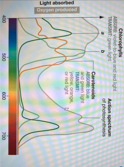 Solved ctivity \#2. Determining Absorption Spectrum for Leaf | Chegg.com