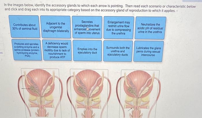 Solved In the images below, identify the accessory glands to | Chegg.com
