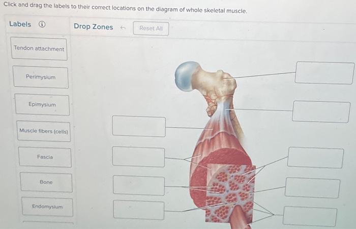 Solved Click and drag the labels to their correct locations | Chegg.com
