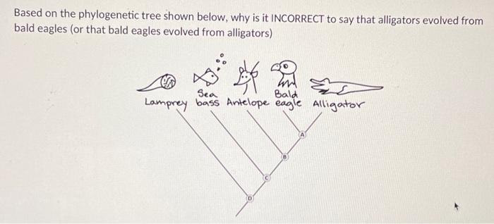 Solved Based on the phylogenetic tree shown below, why is it | Chegg.com