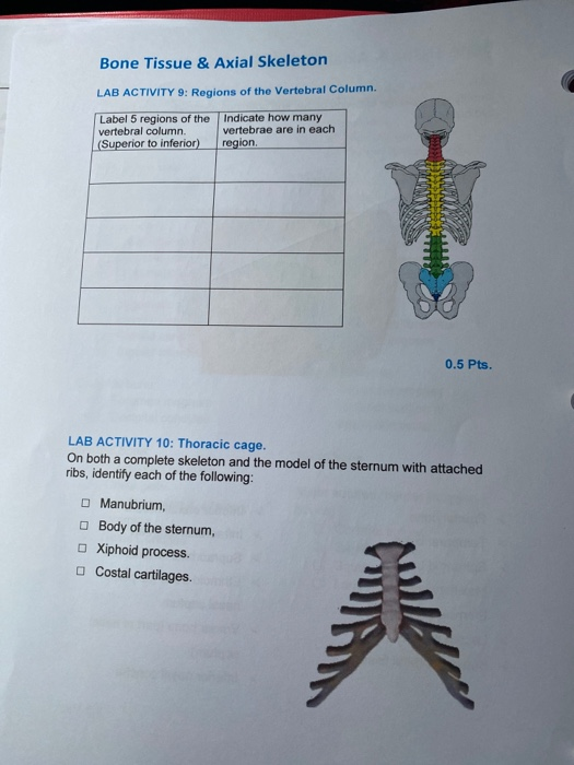 Solved Bone Tissue & Axial Skeleton LAB ACTIVITY 7: Eye | Chegg.com