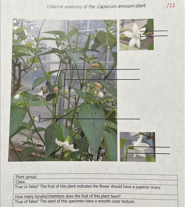 Solved External anatomy of the Capsicum annuum plant t Plant | Chegg.com