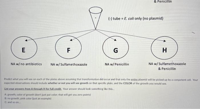 Solved You are carrying out a heat shock transformation on a | Chegg.com