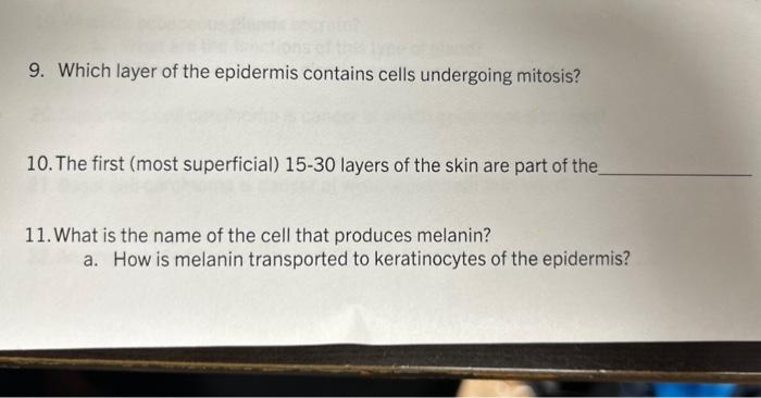 Solved 9. Which layer of the epidermis contains cells | Chegg.com