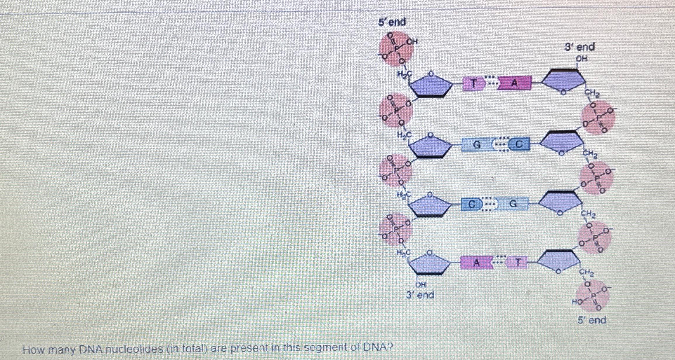 Solved How many DNA nucleotides (in total) ﻿are present in | Chegg.com