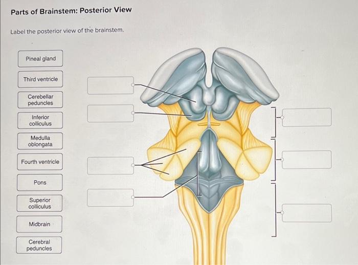Solved Parts of Brainstem: Posterior View Label the | Chegg.com