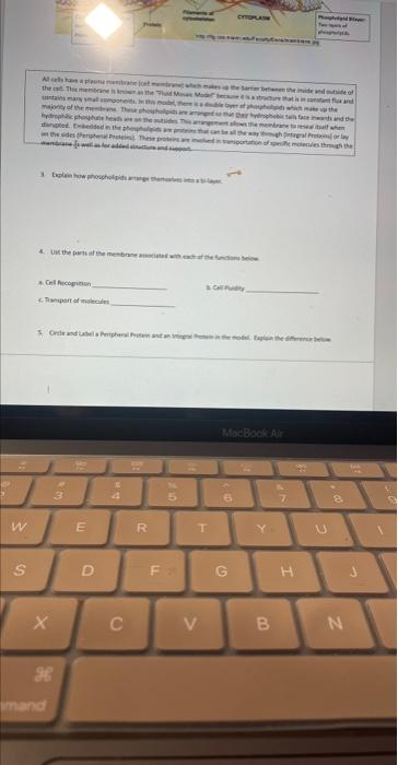 Solved 1. explain how phospholipids arrange themselves into | Chegg.com