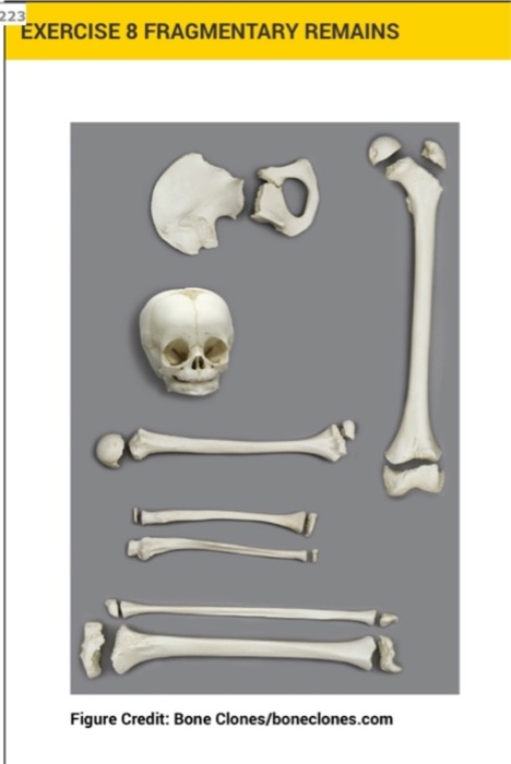 213 EXERCISE 8 FRAGMENTARY REMAINS Work in a small | Chegg.com