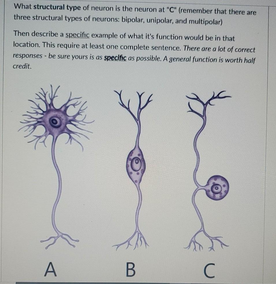 Solved What structural type of neuron is the neuron at "C" | Chegg.com
