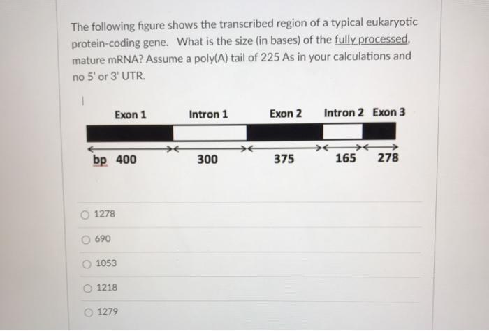 The following figure shows the transcribed region of | Chegg.com
