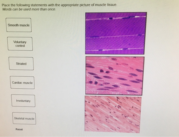 Solved Place the following statements with the appropriate | Chegg.com