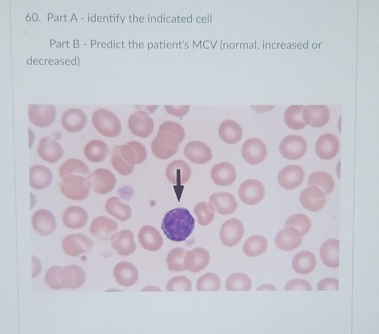 Solved 60. Part A - identify the indicated cell Part B - | Chegg.com