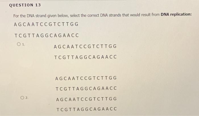 Solved QUESTION 13 For the DNA strand given below, select | Chegg.com