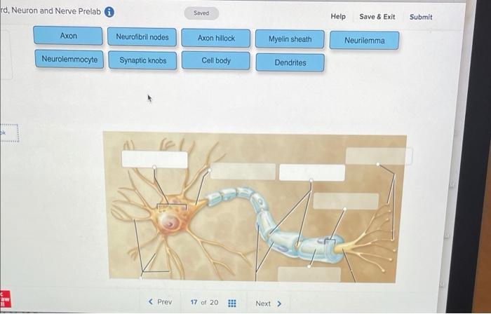 Solved rd, Neuron and Nerve Prelab Axon Neurolemmocyte Seved | Chegg.com