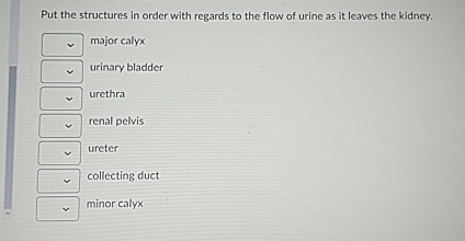 Solved Put the structures in order with regards to the flow | Chegg.com