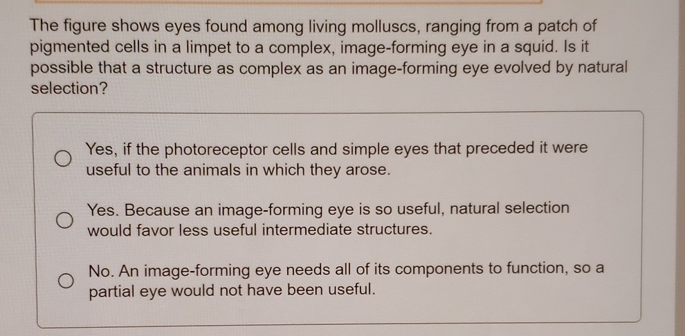 Solved The figure shows eyes found among living molluscs, | Chegg.com