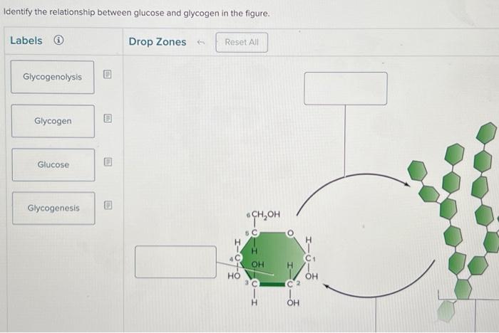 Identify the relationship between glucose and | Chegg.com