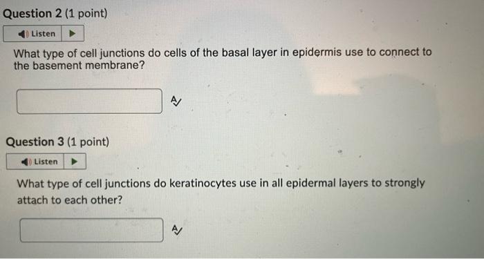 Solved What type of cell junctions do cells of the basal | Chegg.com