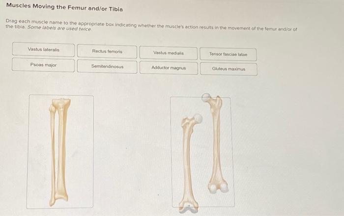Solved Muscles Moving the Femur and/or Tibia Drag each | Chegg.com