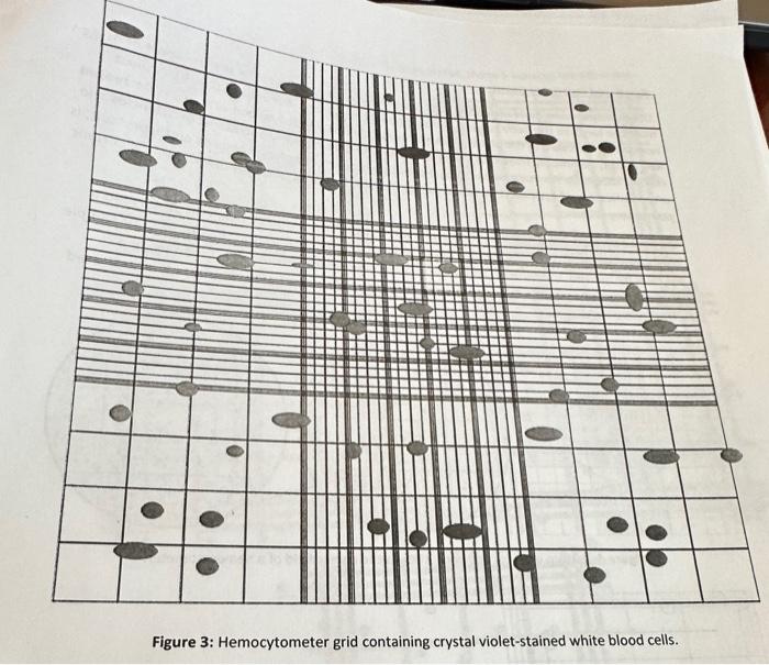 Solved Figure 3: Hemocytometer grid containing crystal | Chegg.com