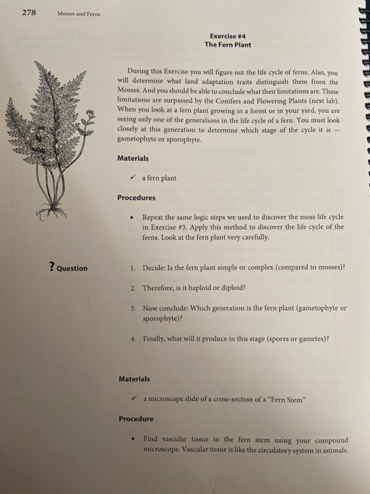 Solved 278 Mosses and Ferns Exercise #4 The Fern Plant | Chegg.com