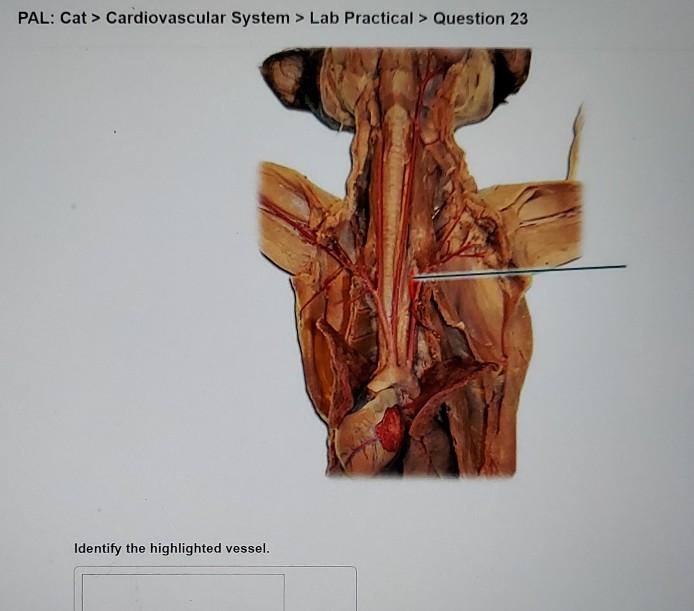 Solved PAL: Cat > Cardiovascular System > Lab Practical > | Chegg.com
