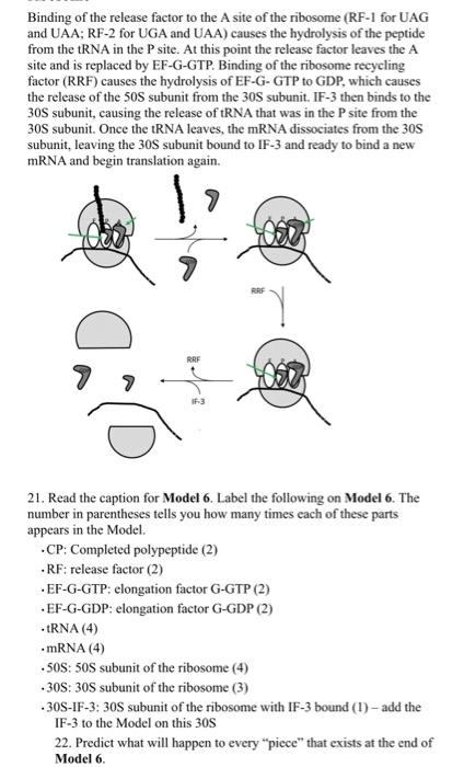 Binding of the release factor to the A site of the | Chegg.com