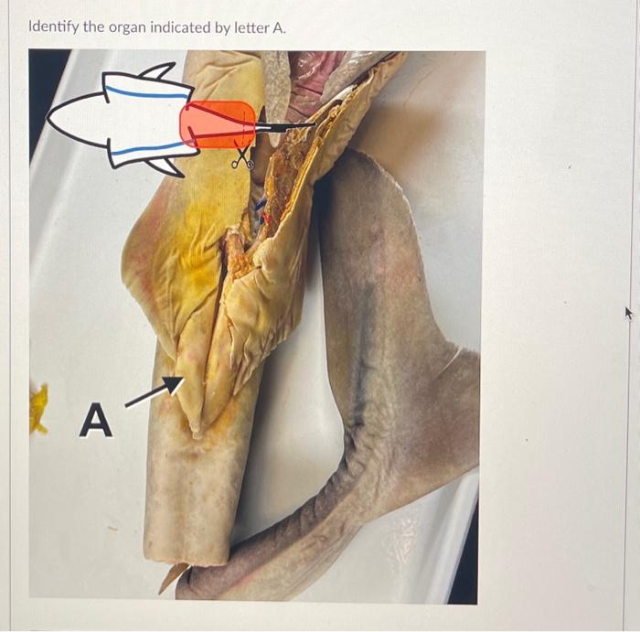 Solved Identify the organ indicated by letter A. | Chegg.com