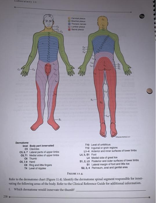 Lower Extremity Dermatomes Foot
