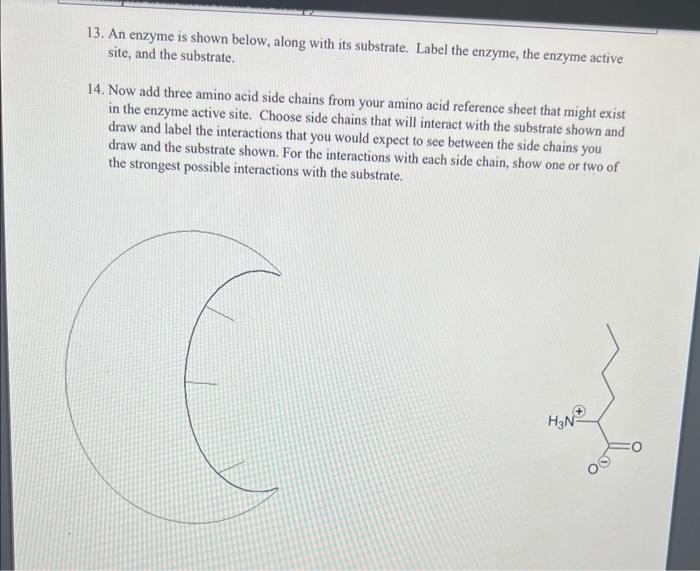 Solved 13. An enzyme is shown below, along with its | Chegg.com