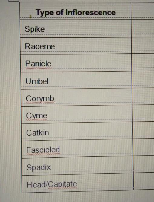 Solved Type of Inflorescence Spike Raceme Panicle | Chegg.com