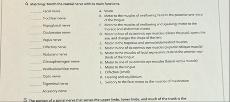 Solved Matching: Match the cranial nerve with its main | Chegg.com