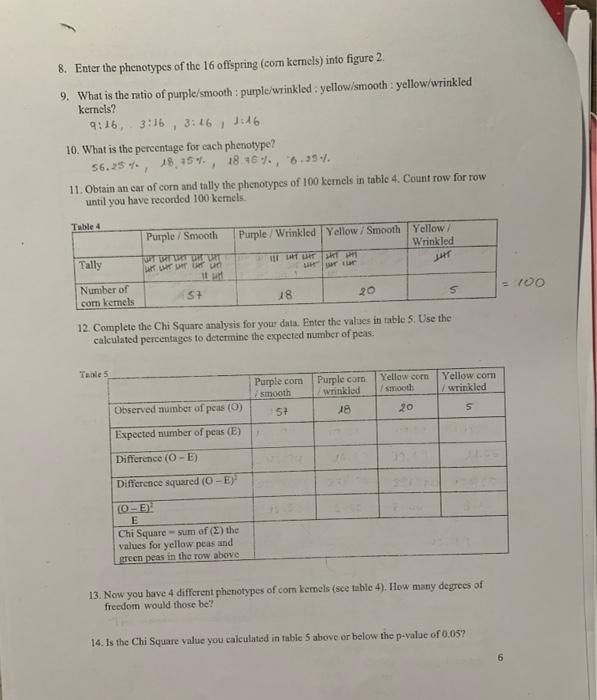 . 8. Enter the phenotypes of the 16 offspring (corn | Chegg.com