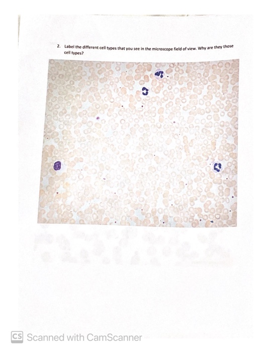 Solved 2. Label the major blood vessels. 2 CS Scanned with | Chegg.com