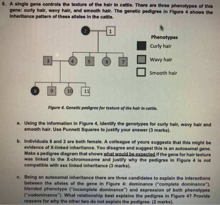Solved 8. A single gene controls the texture of the hair in | Chegg.com