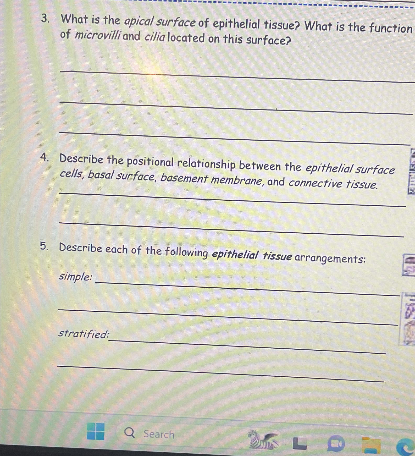 Solved What is the apical surface of epithelial tissue? What | Chegg.com