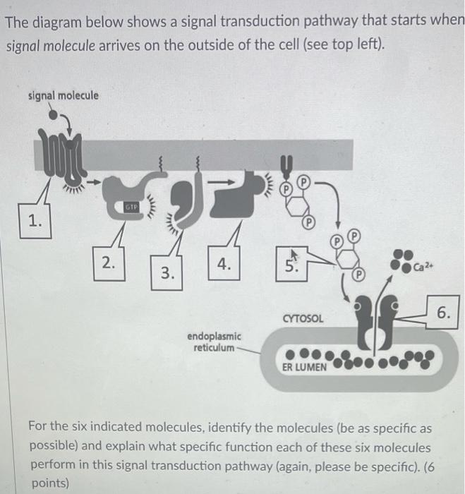 Solved The diagram below shows a signal transduction pathway | Chegg.com