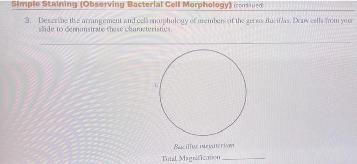 Solved Describe the arrangement and cell morphology of | Chegg.com