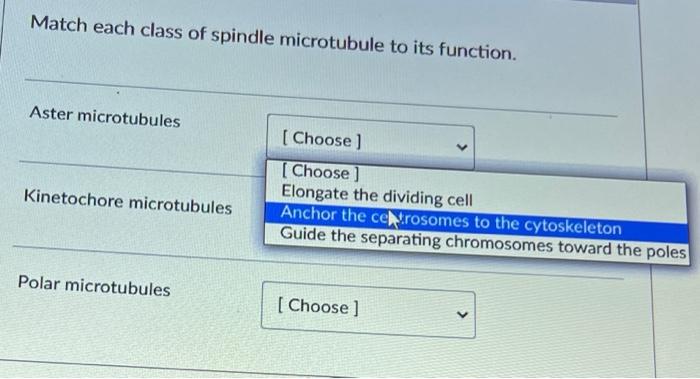 Solved Match each class of spindle microtubule to its | Chegg.com