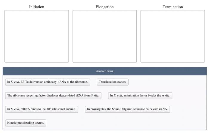 Solved Initiation Elongation Termination Answer Bank In E. | Chegg.com