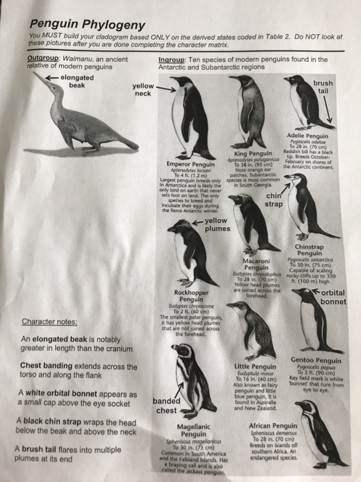 Penguin Phylogeny YOU MUST build your cladogram based | Chegg.com