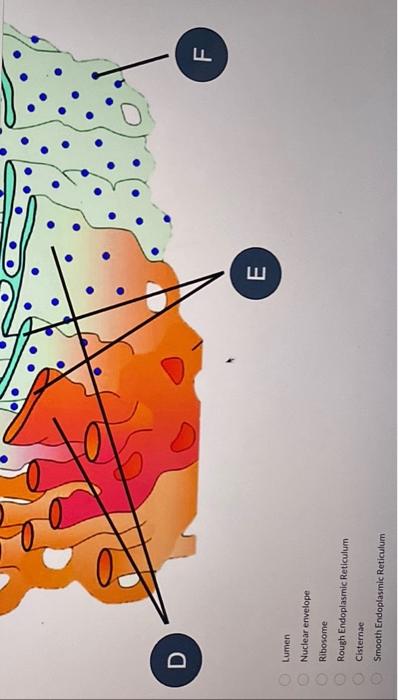 Solved What cellular structure is pictured only by D ? Youw | Chegg.com