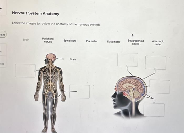 Solved 58:46 ces Nervous System Anatomy Label the images to | Chegg.com